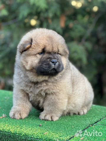 Чау-чау щенки