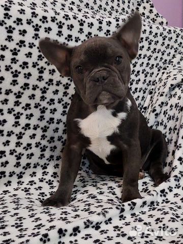 Голубая девочка без тигры