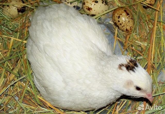 Перепелки несушки