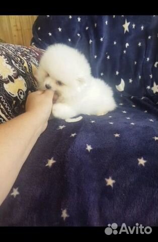 Мини и микро щпиц