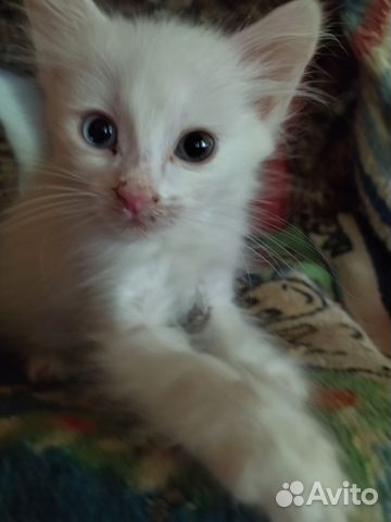 Котята белоснежные в добрые руки