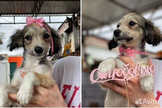 Собака девочка, Лулу ищет дом