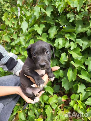 Щенки американского питбуля