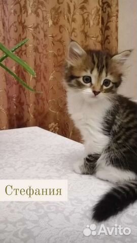 Кошка в дар бесплатно