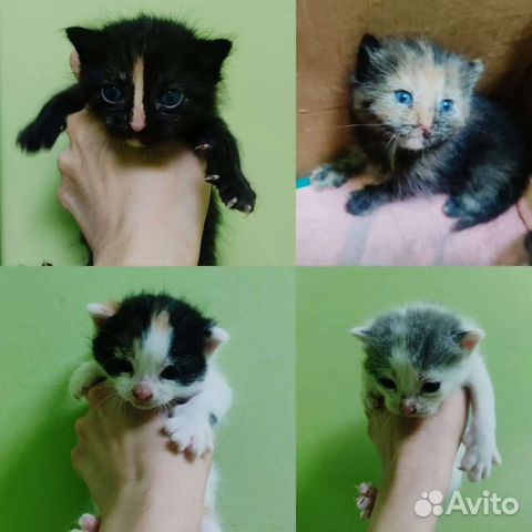 Котята в добрые руки бесплатно