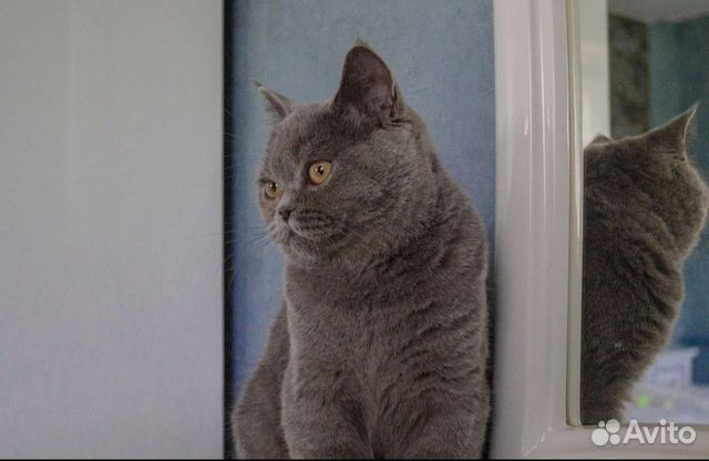 Британская короткошерстная кошка