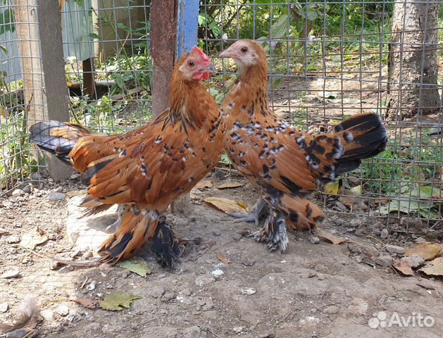 Мильфлёр цыплята