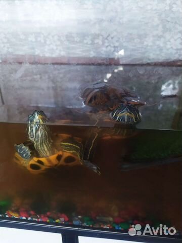 Две красноухие черепахи бесплатно с аквариумом