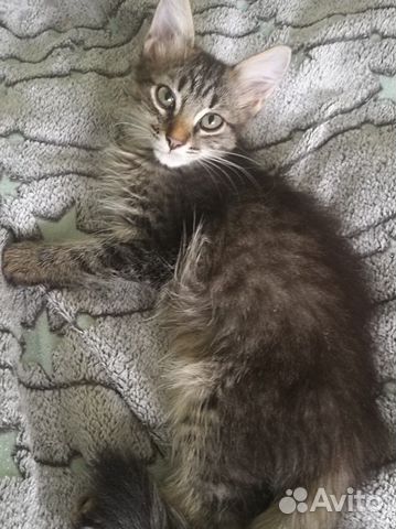 Котенок девочка невероятная
