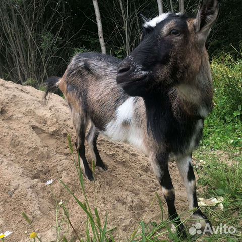 Коза
