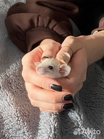 Крыска ищет новый дом