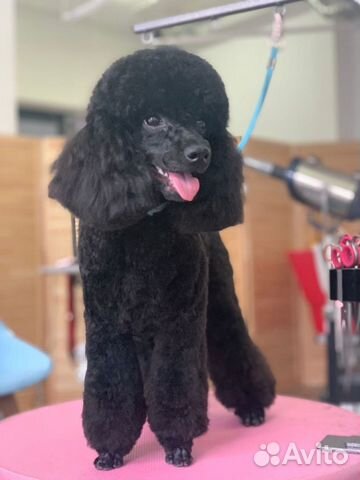 Вязка карликовый пудель