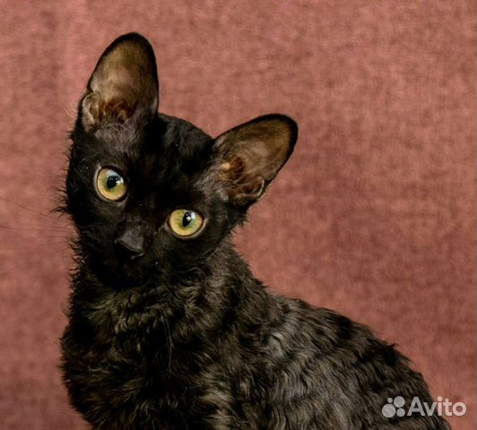 Уральский рекс,кошка