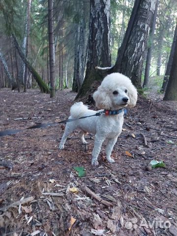 Собака для вязки