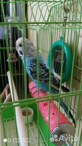 Попугай бесплатно