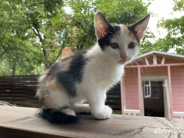Трехцветная кошечка