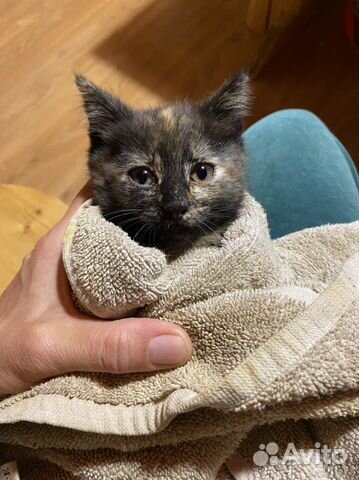 Котенок малышка