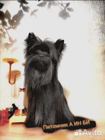 Йорк мальчик