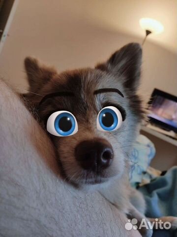 Шпицуля ищет семью