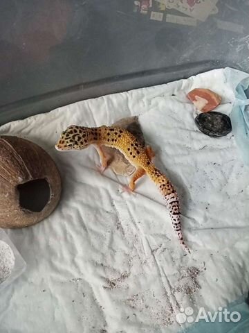 Геккон эублефар с террариумом