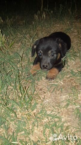 Двортерьер