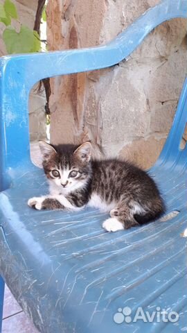 Котик,2мес., просится в добрые руки, ждет хозиина