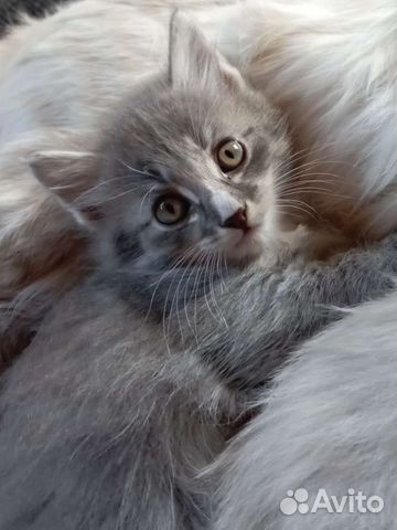 Котята в добрые руки 1,5месяца