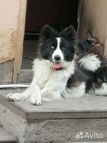 Собаки щенки