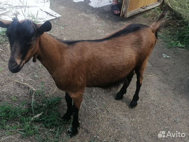 Коза Чешская