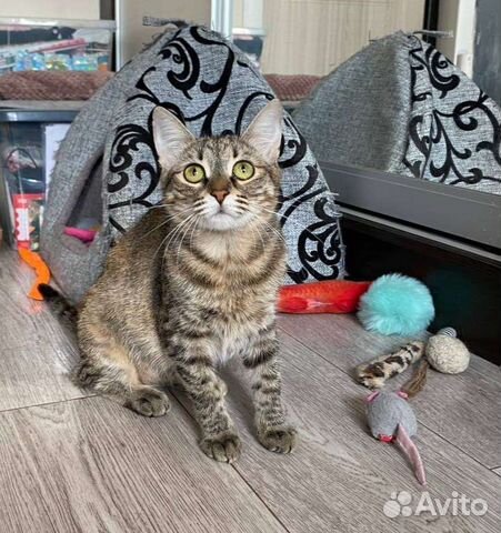 Кошки в добрые руки