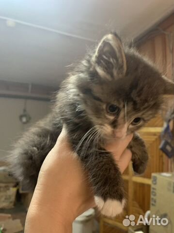 Пушистый котенок