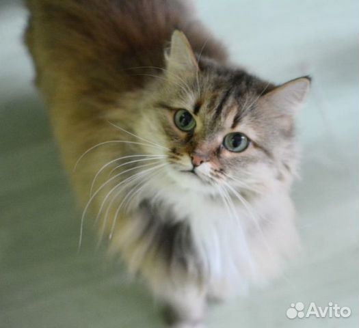 Взрослая породистая кошка Лиза ищет дом