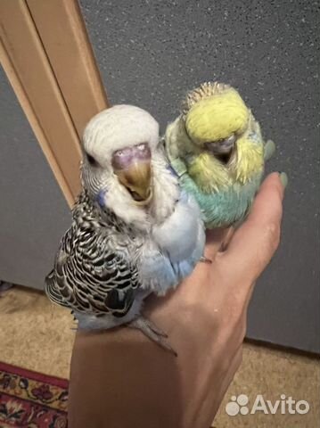 Попугаи ввп чехи