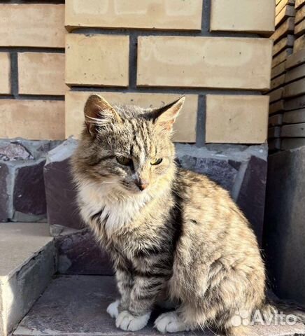 Кот Тимоша в добрую семью