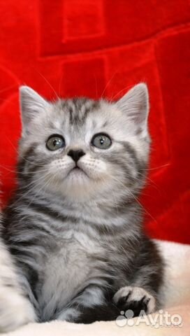 Британский мраморный котенок.девочка