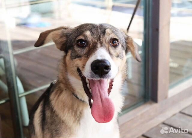 Собачка в добрые руки