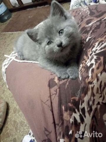 Русская голубая