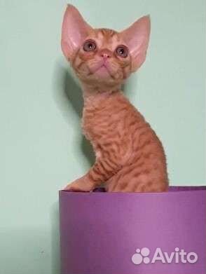 Котята девон-рекс