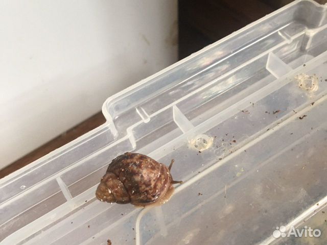 Продаются улитки (Ахатина)