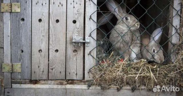 Кролики. На убой или для продолжения потомства
