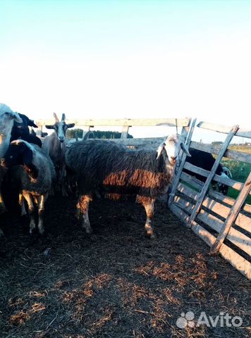 Баран курдючнвй