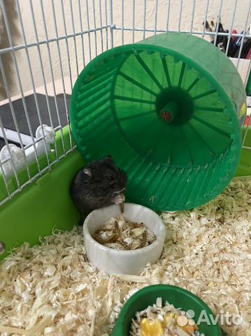 Отдам хомяка