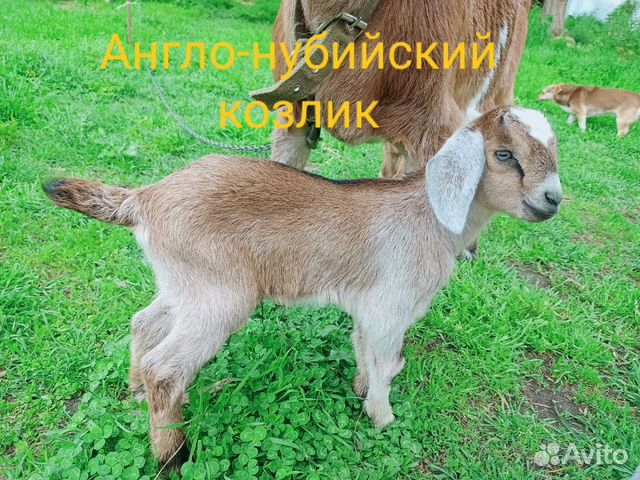 Козочка и козлики нубийские
