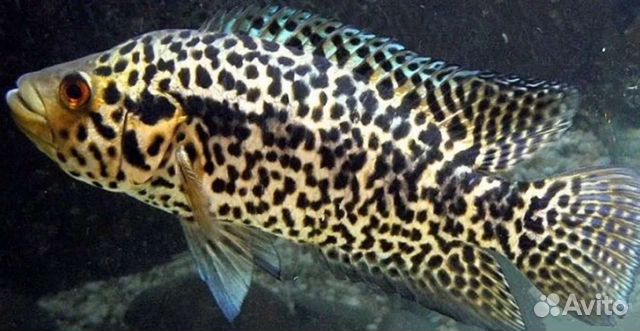 Моногуанская цихлозома