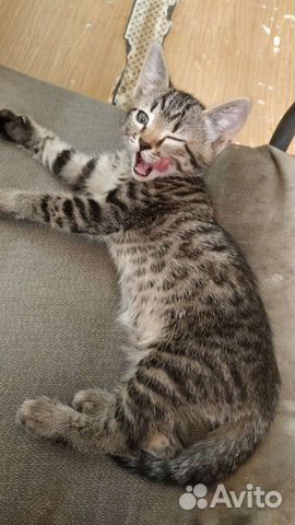Кошка
