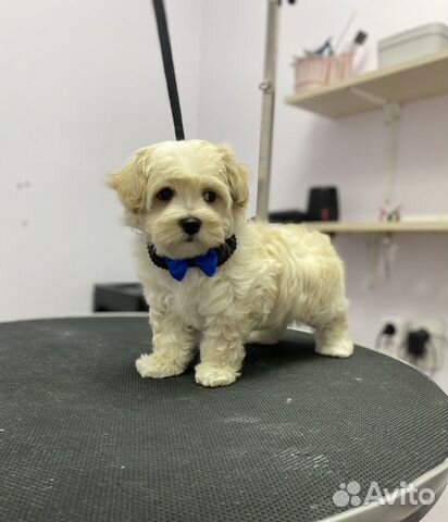 Щенки Мальтипу f1