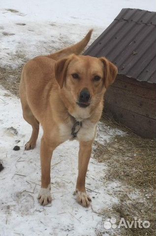 Рыженький в добрые руки