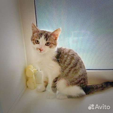 Котенок в веснушках в добрые руки дар