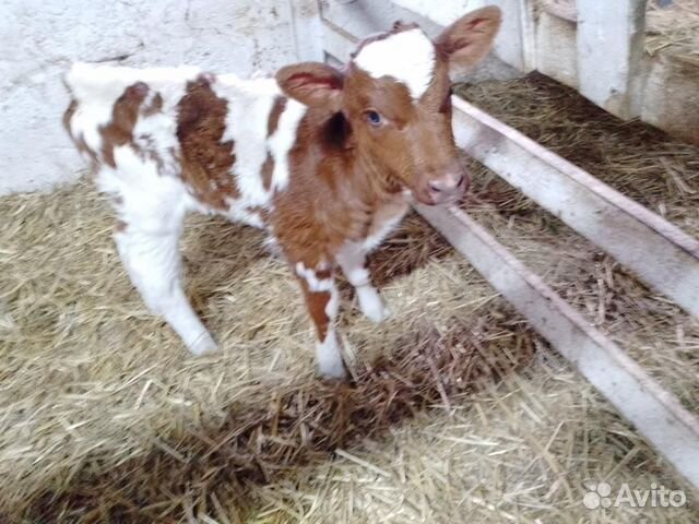 Айширская телка