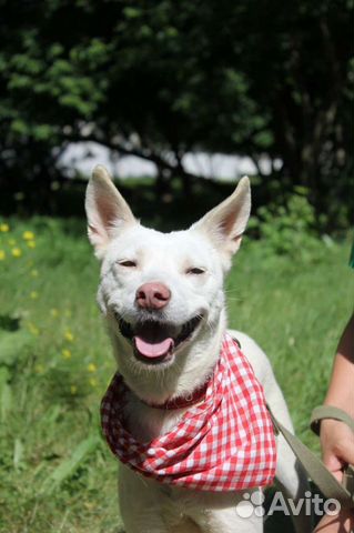 Чудесная Виола